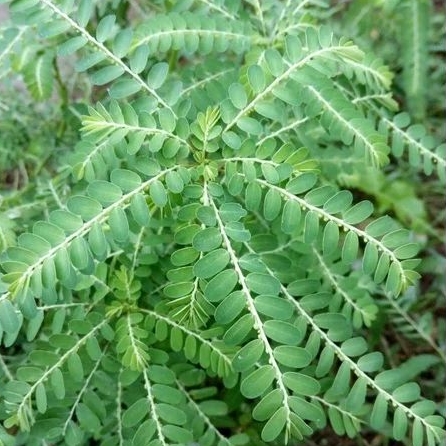 Jual Meniran Segar / Meniran (Phyllanthus Urinaria) Paket250 Gram ...