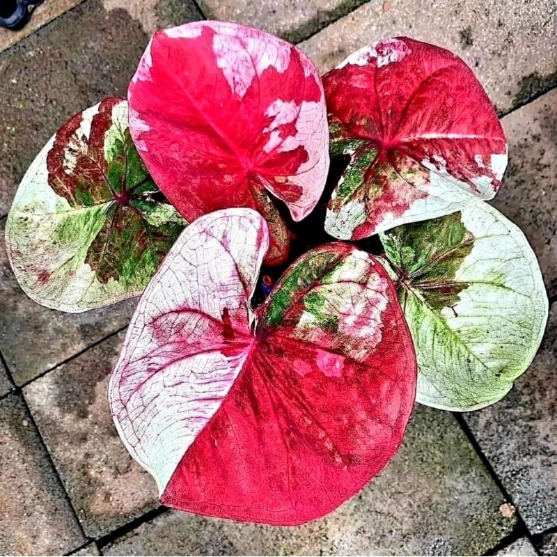 Jual Caladium Thai Series Super Red Diamond 1-3 Daun Tanaman Keladi ...