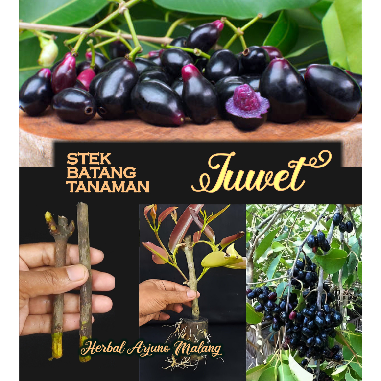 Jual (5pcs) Stek Batang Tanaman Pohon Juwet Duwet Jamblang Jambu Keling ...