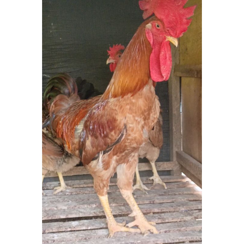Jual AYAM JANTAN MERAWANG SELEKSI, PEMERCEPAT PANEN AYAM KAMPUNG ...