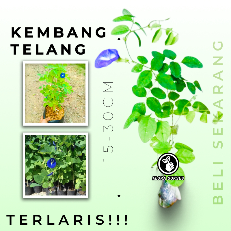 Jual Tanaman Obat Bunga Telang Teleng Obat Mata Alami | Shopee Indonesia