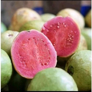 Jual JAMBU JUS MERAH BIJI SEGAR 1KG | Shopee Indonesia