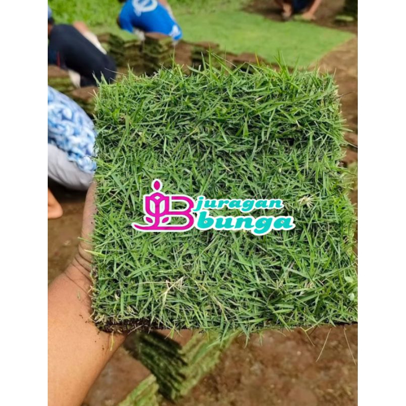 Jual Rumput makam/rumput gajah mini/rumput taman | Shopee Indonesia
