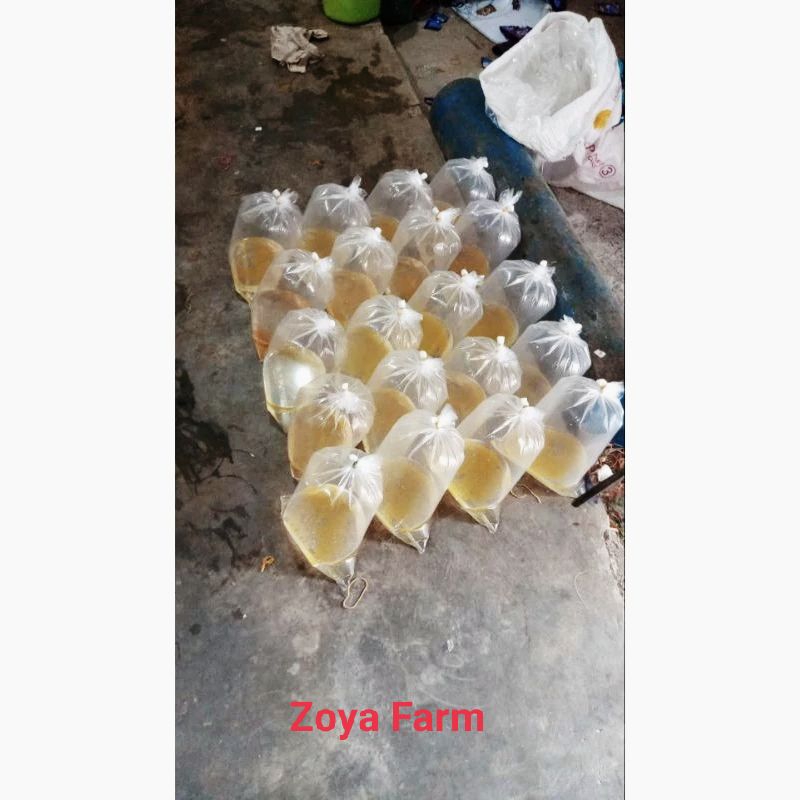 Jual Telur Gurame Soang Paket 100 | Shopee Indonesia