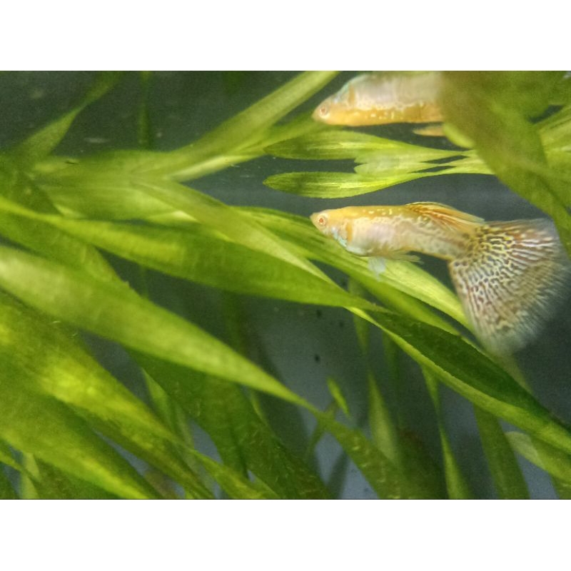 Jual IKAN GUPPY YELLOW COBRA ALBINO / IKAN HIAS / AQUARIUM / AIR TAWAR/YELLOW COBRA ALBINO ...