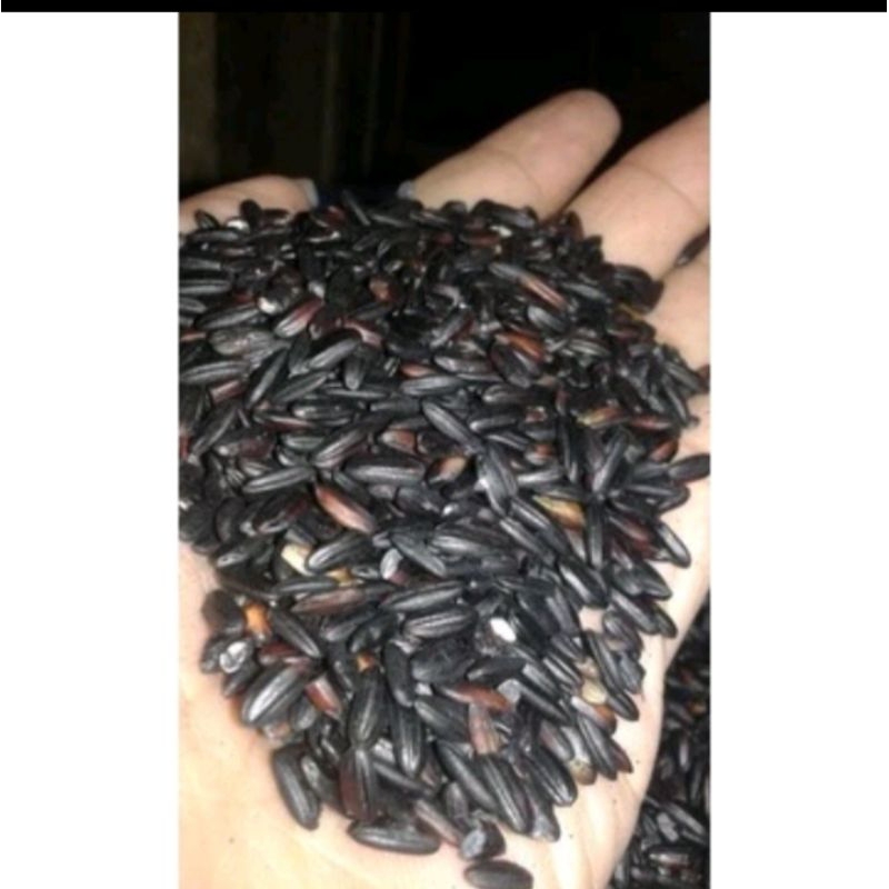 Jual 1 Kg Ketan HITAM/ Ketan hitam bersih/ Ketan pakan burung atau ...