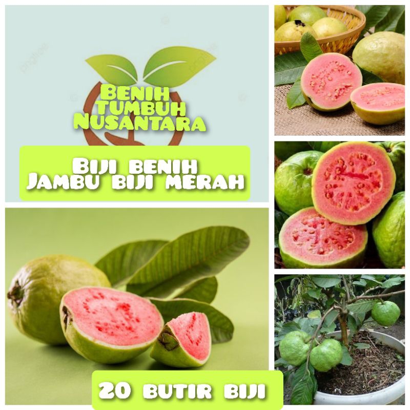 Jual 25 butir biji benih buah jambu biji merah | Shopee Indonesia