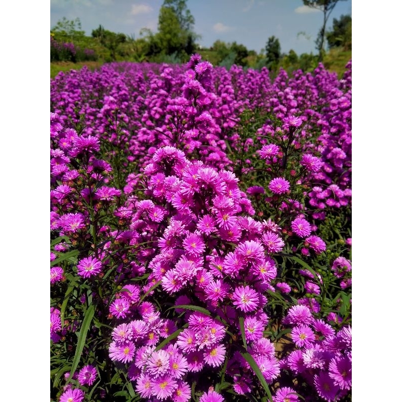Jual bunga pikok segar buat dekorasi | Shopee Indonesia