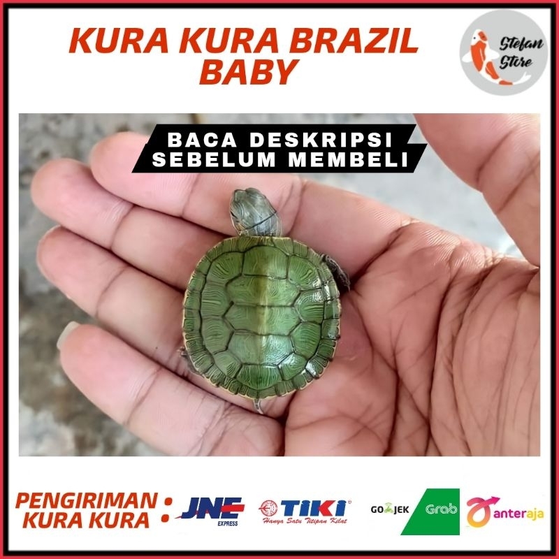 Jual KURA KURA BRAZIL RES BABY UKURAN S | Shopee Indonesia