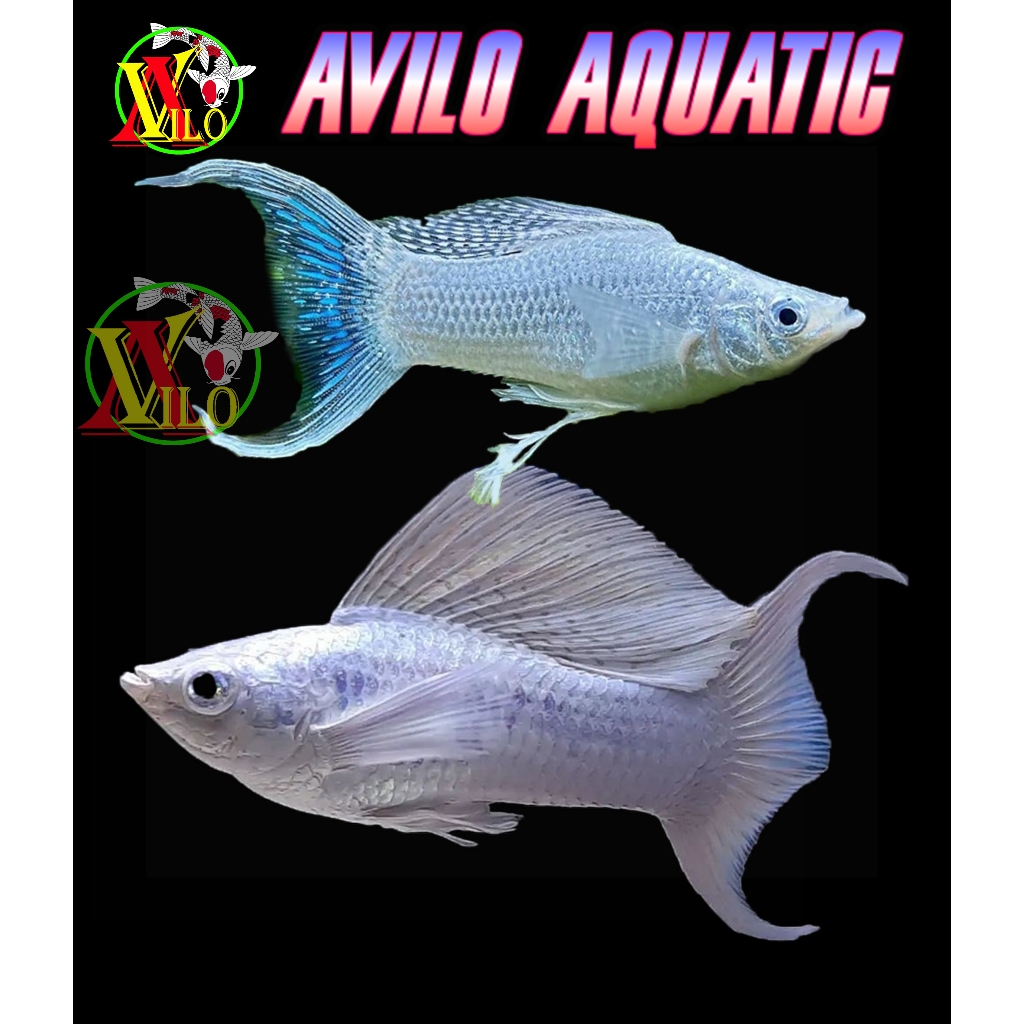 Jual ikan hias molly moli cagak platinum putih badan panjang uk kecil ...