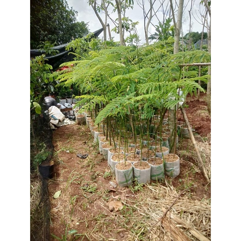 Jual Tanaman Hias Solobium Pohon Pakis Brazil Tinggi 1 Meter Harga ...