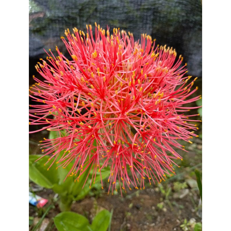 Jual umbi bunga september jarum | Shopee Indonesia