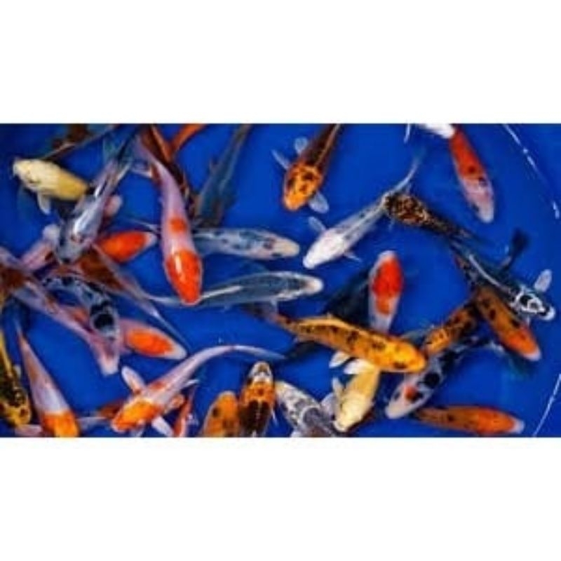 Jual Ikan hias koi kumpai 6-8 cm | Shopee Indonesia