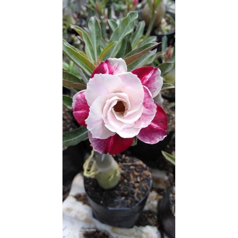 Jual Adenium Grafting "Red Panda" | Shopee Indonesia