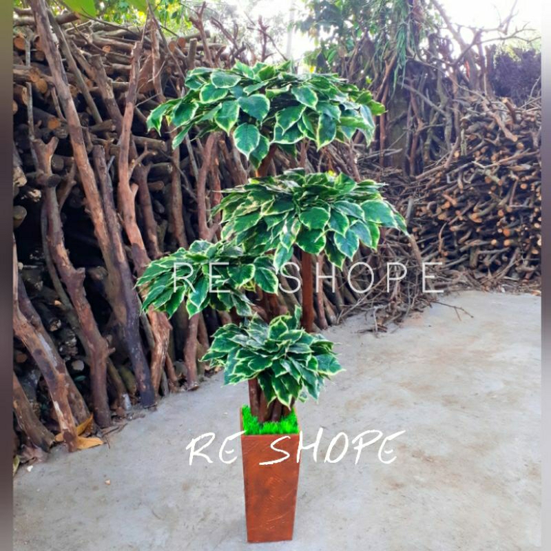 Jual Bonsai Simfu tinggi 150cm/1 pohon ada 4 Susun Bunga Hias Pohon ...