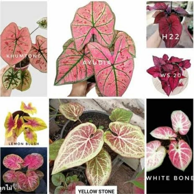 Jual paket 8 Umbi tanaman hias caladium hybrid new varian 8 jenis umbi ...
