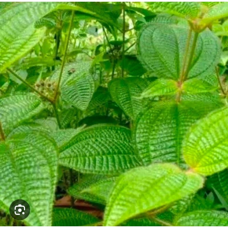 Jual Daun Harendong Bulu Senggani 500 Segar Gram Obat Herbal ...