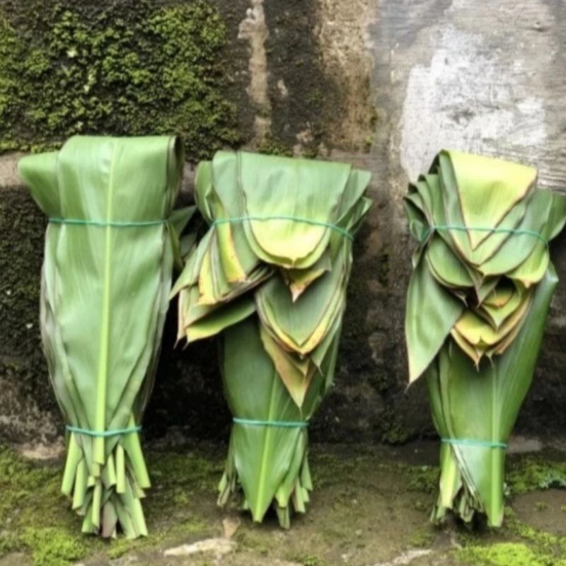 Jual Bungkus Bacang bakcang Daun hanjuang atau Andong segar perlembar ...