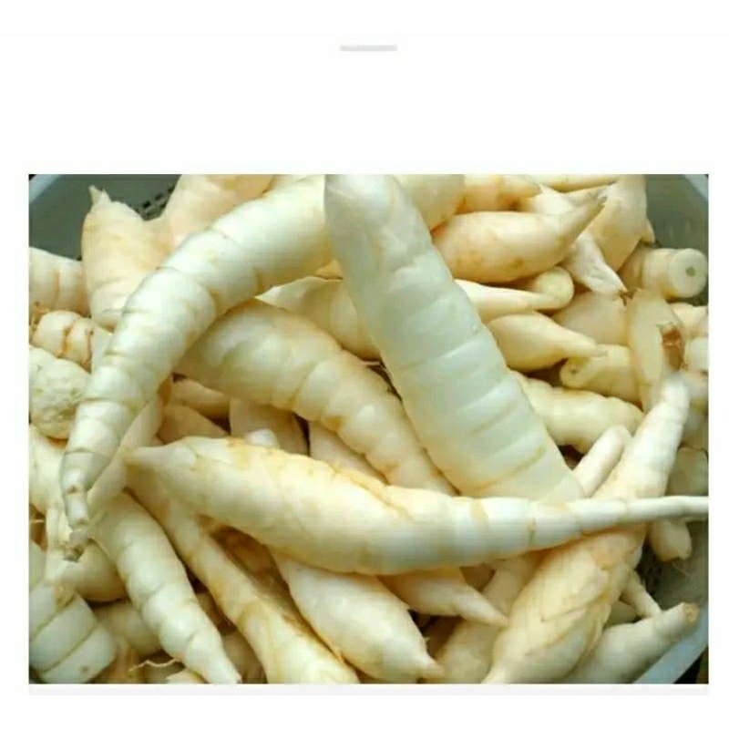 Jual Umbi garut/sagu segar 500grm | Shopee Indonesia