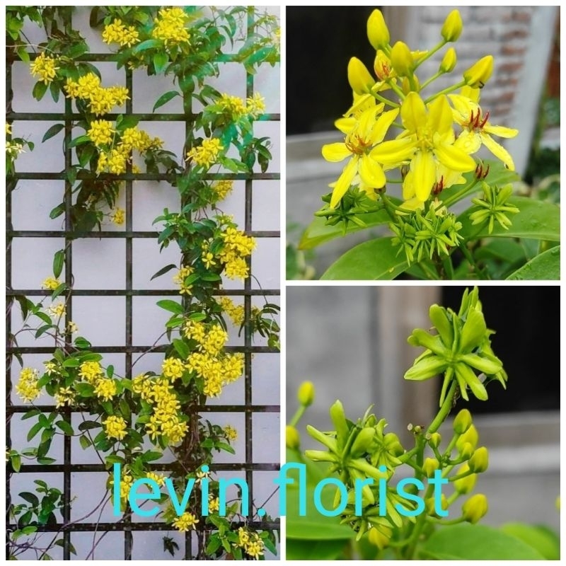 Jual [LANGKA] Tristellateia australasiae / maiden jealously / shower of ...