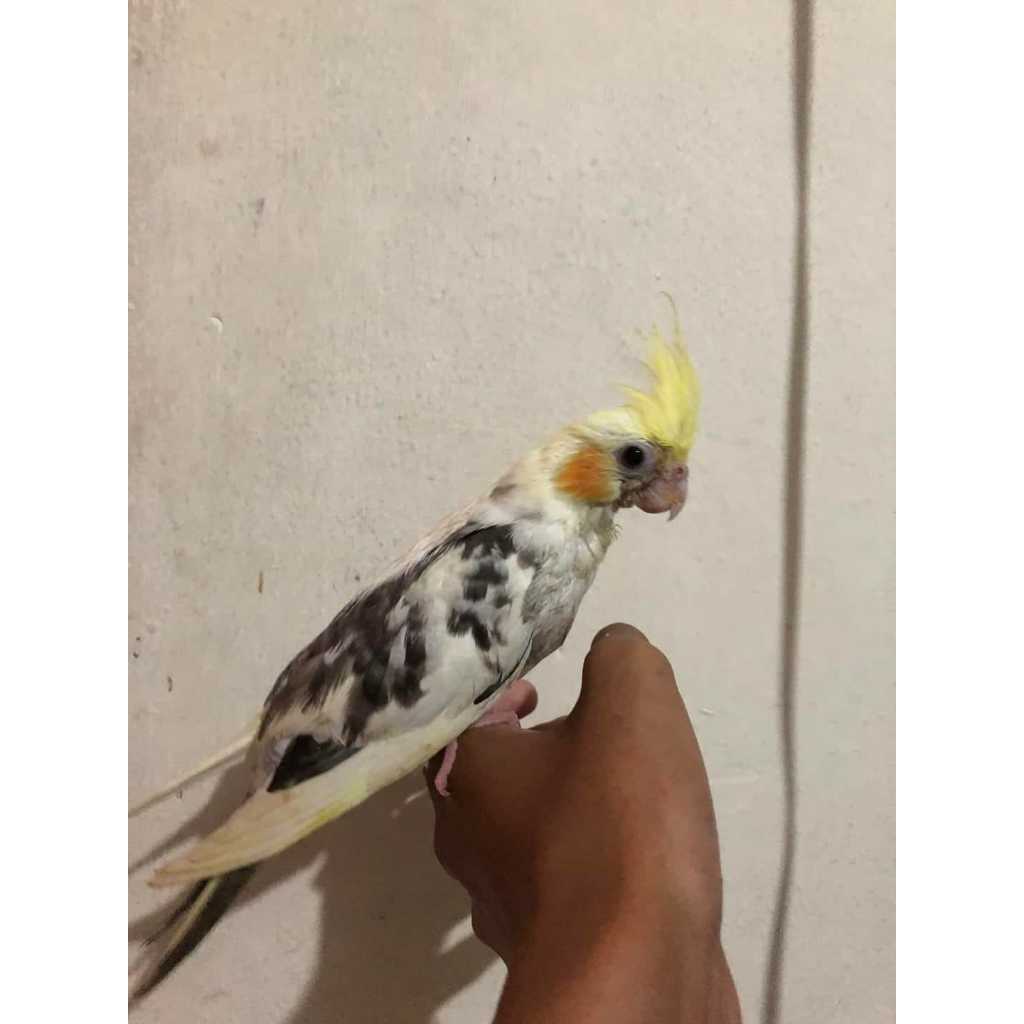 Jual Falk jinak Fly to Me, Boomerang, Free Fly In/Outdoor Parkit ...