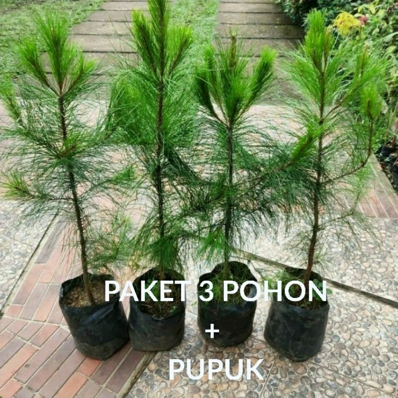 Jual paket 3 pohon pinus tanaman pembersih udara 50 cm + pupuk lanjutan ...