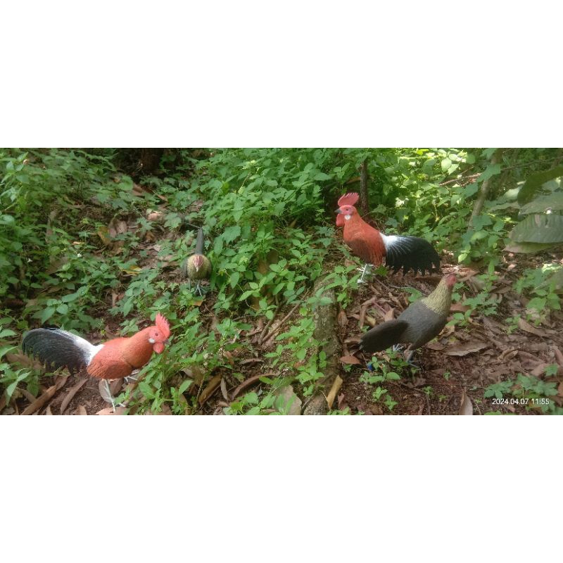 Jual jontrot ayam hutan khas sumatera | Shopee Indonesia