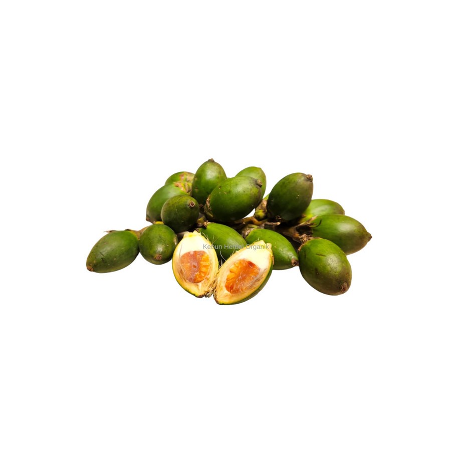 Jual Buah Pinang Muda Segar 500 Gram | Shopee Indonesia