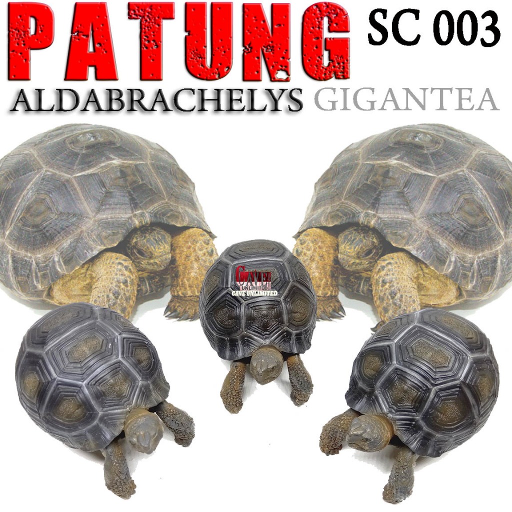 Jual SC003 PATUNG REPLIKA MINIATUR KURA ALDABRA TORTO TORTOISE ...