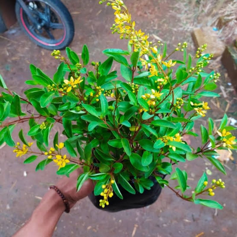 Jual Tanaman Hias Bunga Hujan Emas / Galphimia Glauca | Shopee Indonesia