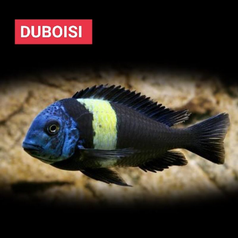 Jual duboisi cichlid | Shopee Indonesia