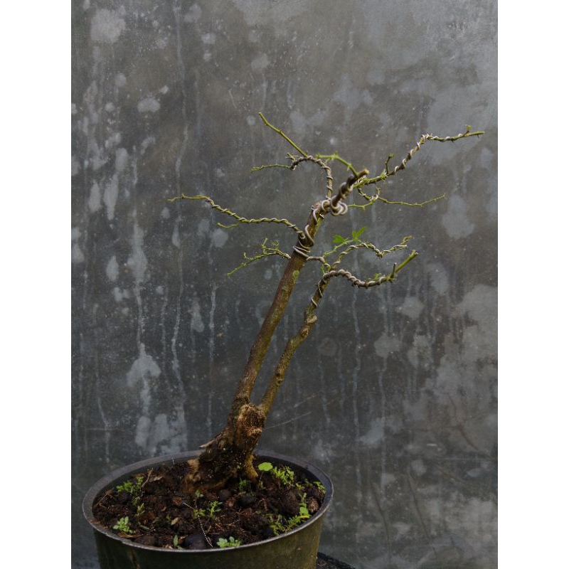 Jual Bonsai Jeruk Kingkit | Pohon Jeruk Kingkit | Shopee Indonesia