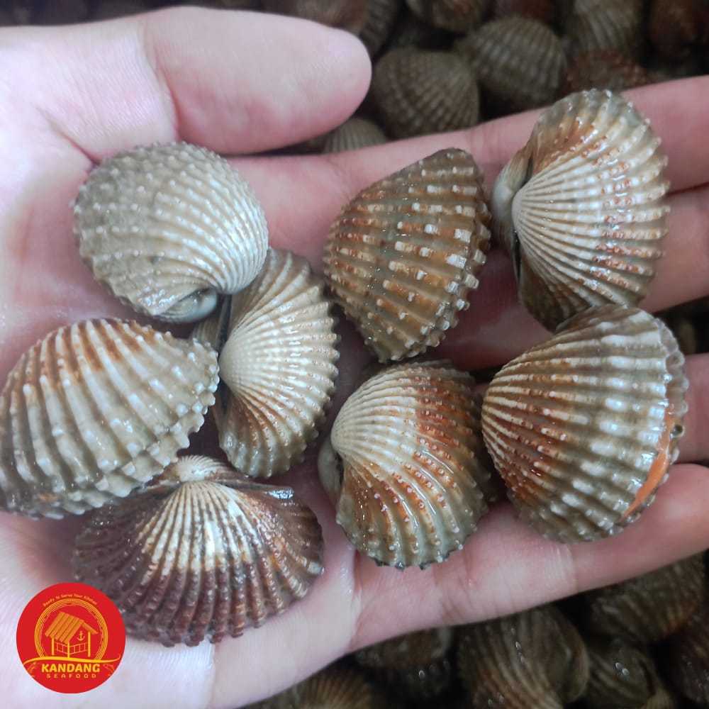 Jual Kerang Dara Darah Hidup Segar Fresh 1 Kg | Shopee Indonesia
