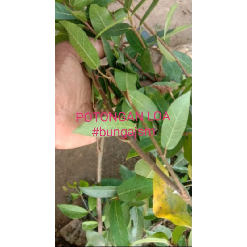 Jual POTONGAN BIBIT BONSAI LOA | Shopee Indonesia