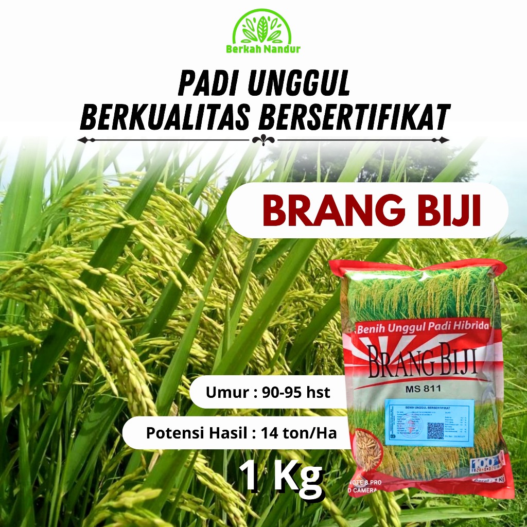 Jual Original Benih Padi Hibrida Brang Biji Kemasan 1 kg Padi Unggul | Shopee Indonesia