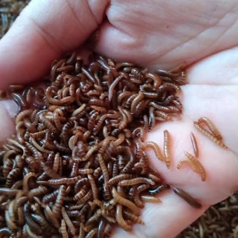Jual ulat kandang ulat pakan burung unpan pancing | Shopee Indonesia