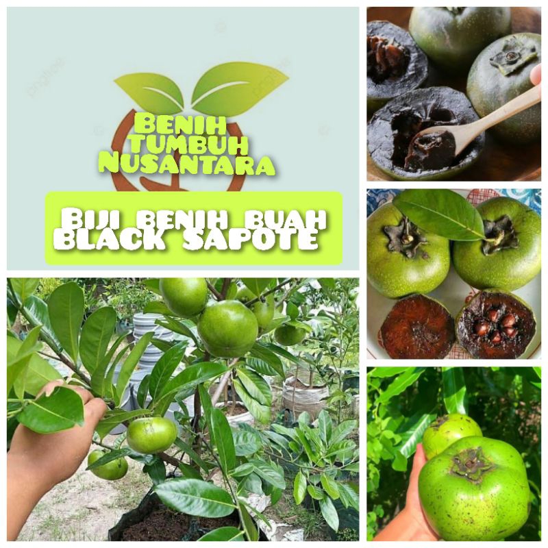 Jual 1 butir biji benih buah BLACK SAPOTE | Shopee Indonesia Jual 1 butir biji benih buah BLACK SAPOTE | Shopee Indonesia