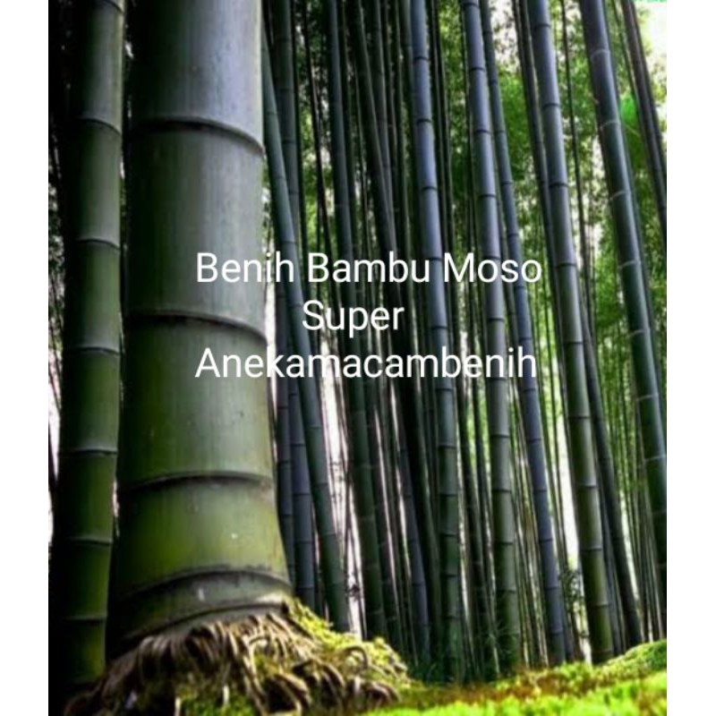 Jual Benih/Biji Bambu Hias/Moso Aneka warna (isi 3 biji) | Shopee Indonesia