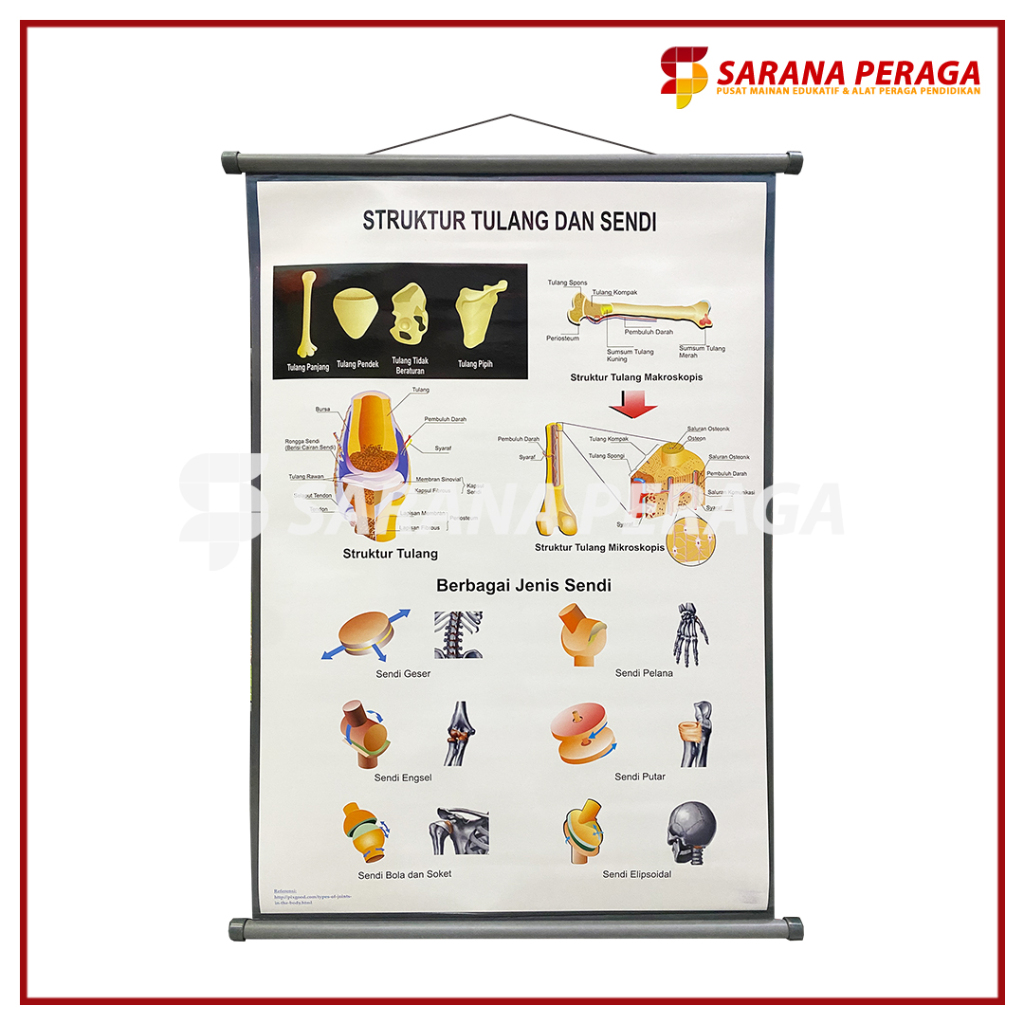 Jual SaranaPeraga - Carta Poster Gambar Struktur Tulang Dan Sendi ...