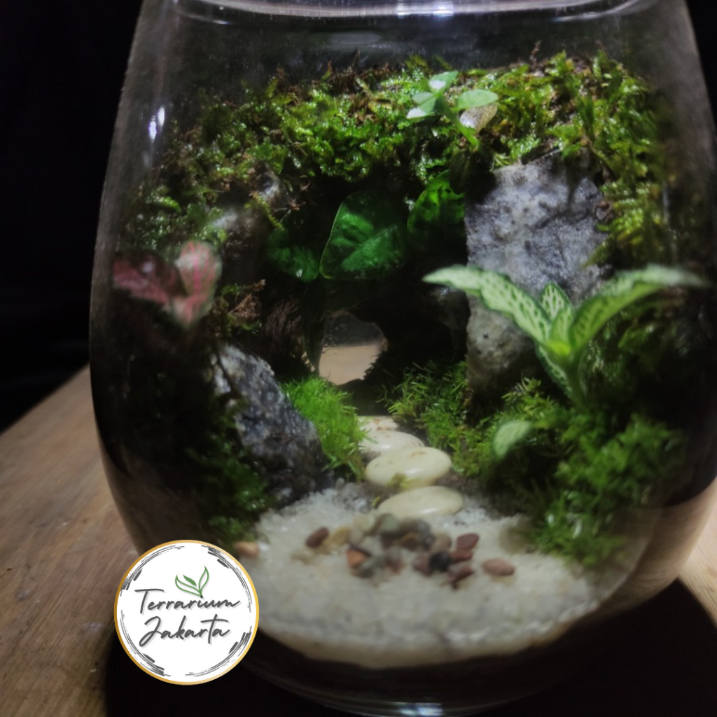 Jual Closed Terrarium| Small Tunnellerra| Closed Terrarium - mini ...