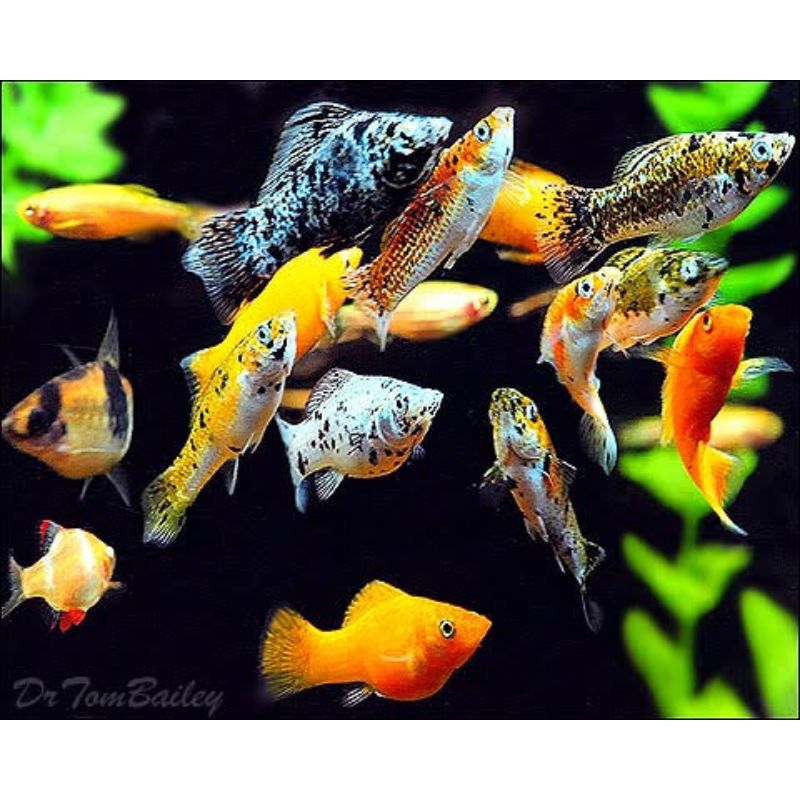 Jual Molly Balon Siap Broll | Shopee Indonesia