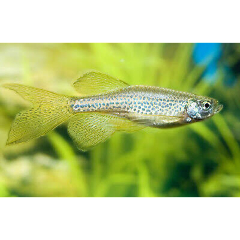 Jual ikan hias Danio slayer ( real slayer ) | Shopee Indonesia