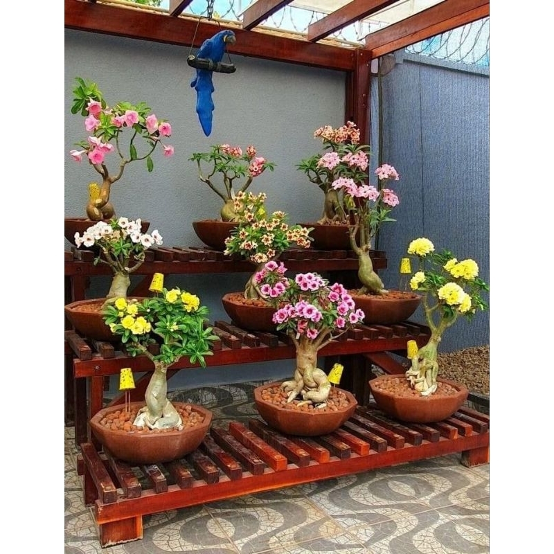 Jual PROMO! Tanaman Hias Adenium Kamboja Jepang Tanaman Bunga Kambodja ...