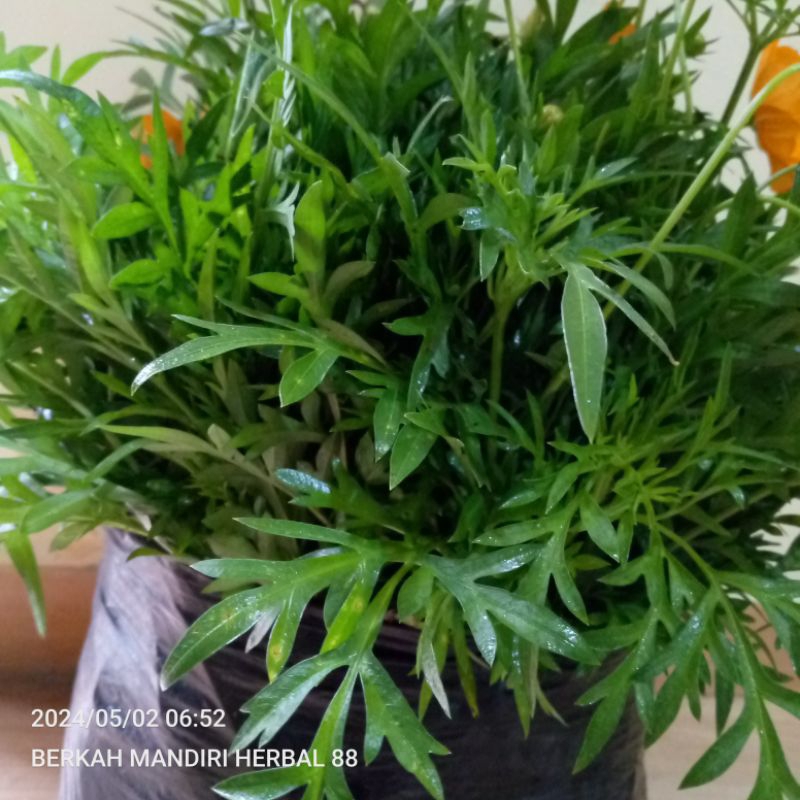 Jual daun kenikir segar,ulam raja rangda midang 100 gram super hemat ...