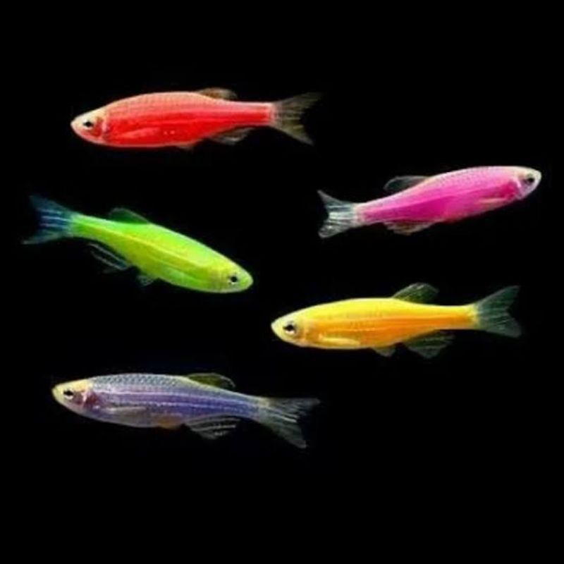 Jual aksesoris ikan danio slayer | Shopee Indonesia
