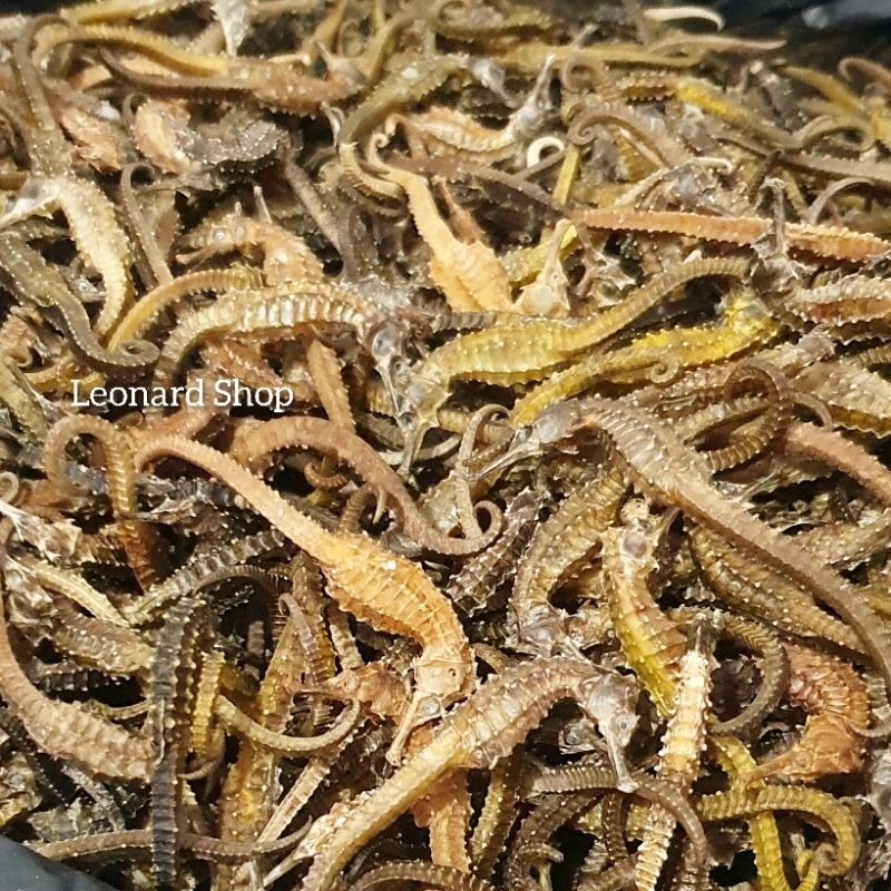 Jual KL HAI MA KECIL KERING GRADE A ECER HERBAL OBAT KESUBURAN PRIA ...