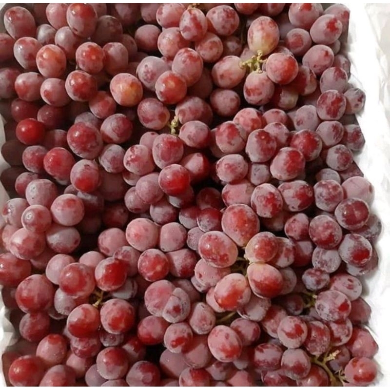 Jual Anggur red globe 1 kg | Shopee Indonesia