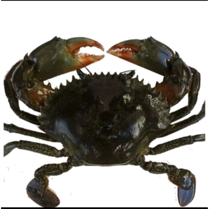 Jual Kepiting Bakau Hitam Hidup Export Quality 250g | Shopee Indonesia