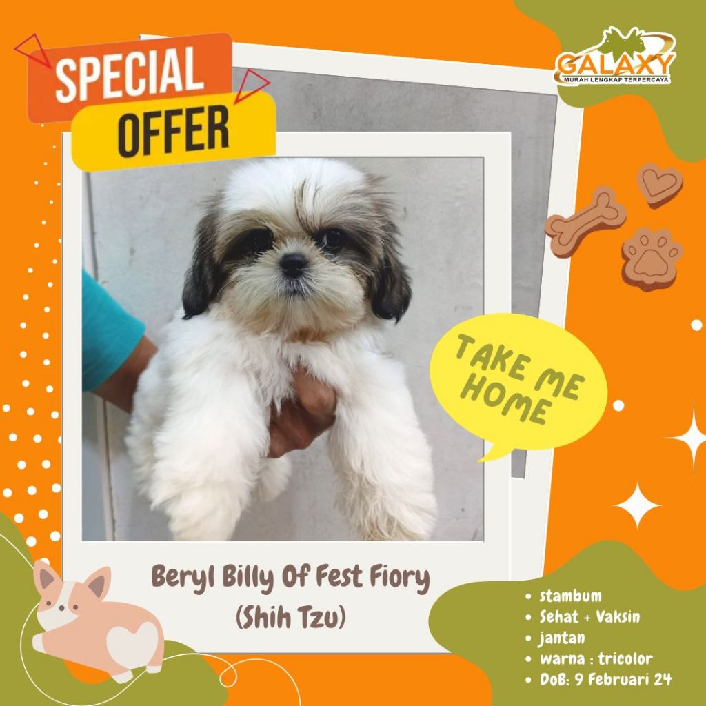Jual Dijual Shih Tzu "Jantan" (Lengkap dengan Stambum) | Shopee Indonesia