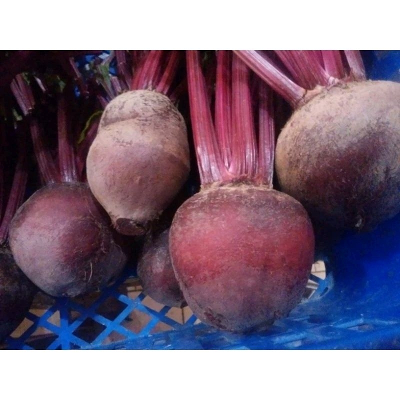 Jual buah bit segar 500gr berkualitas | Shopee Indonesia